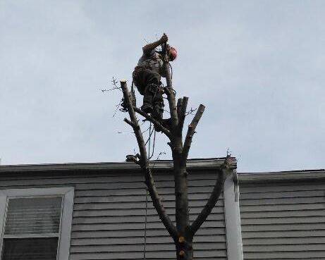 Tree Removal and Haul Away - Great Dane Tree Experts