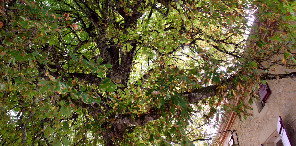 Tree Disease and Pest Solutions-Great Dane Tree Experts