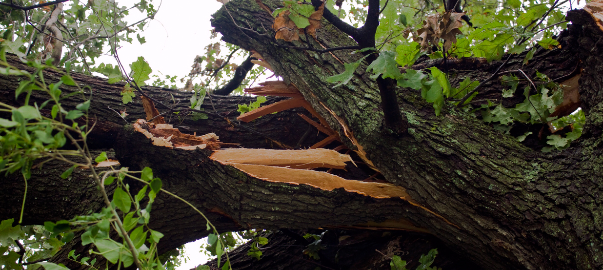 Delaware, OH Tree Service, Arborist 43015 - Our Tree Services - Great ...