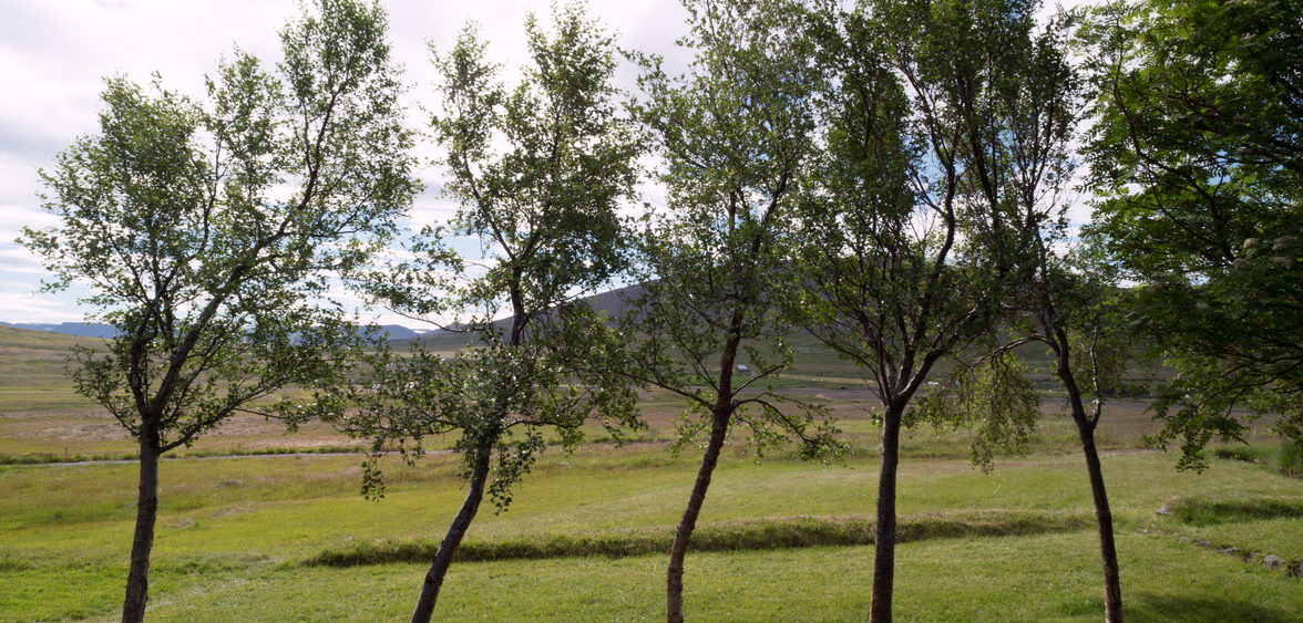 Tree Cabling and Tree Bracing - Great Dane Tree Experts