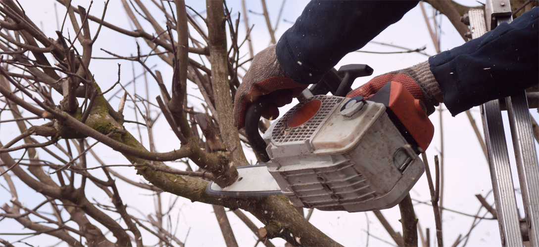 Tree Trimming Pruning Services Great Dane Tree Experts